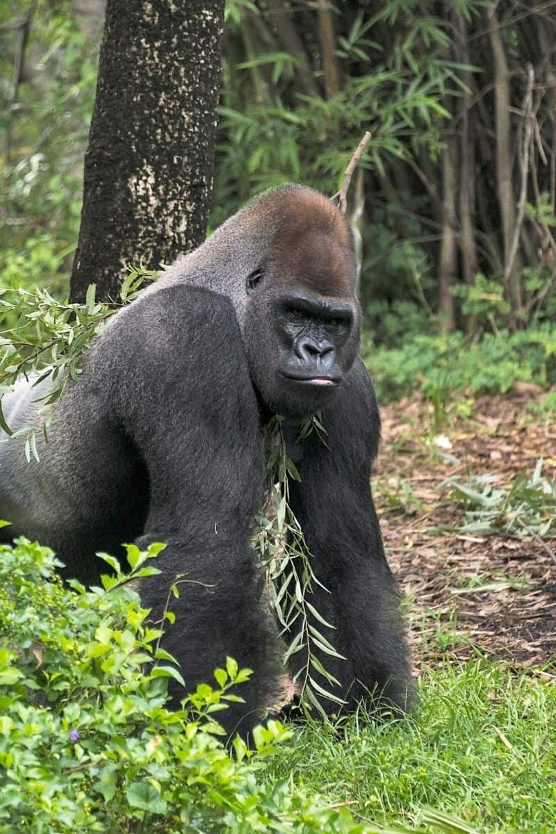 Gabon: History, Background, Culture, and Food - The Foreign Fork